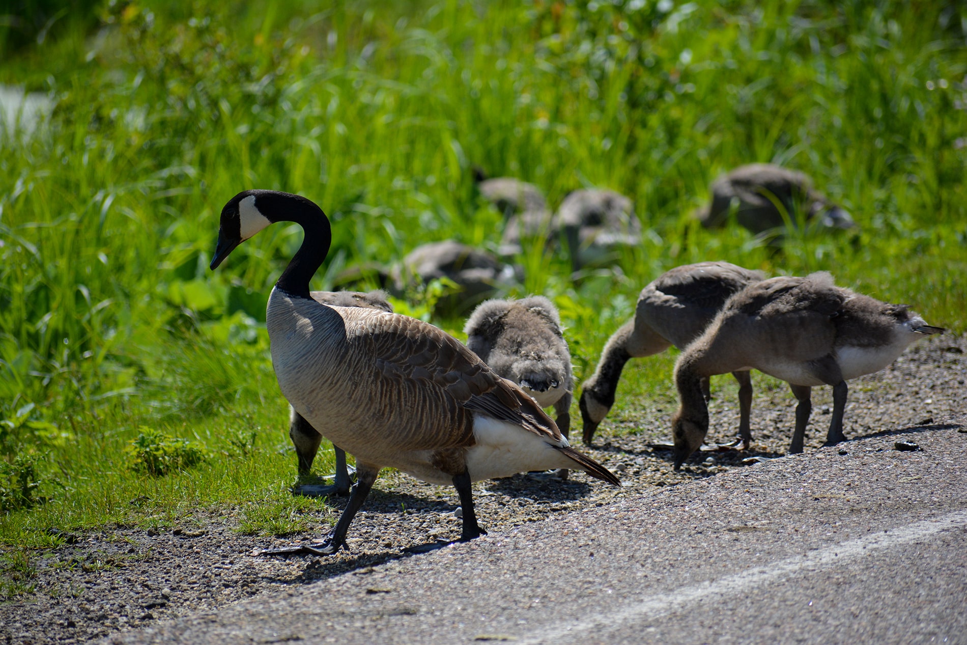 How to Get Rid of Geese | Flight Control