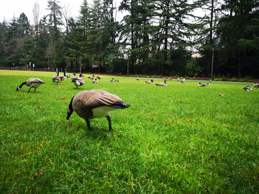 How to Keep Geese Out of Your Yard | Flight Control Max