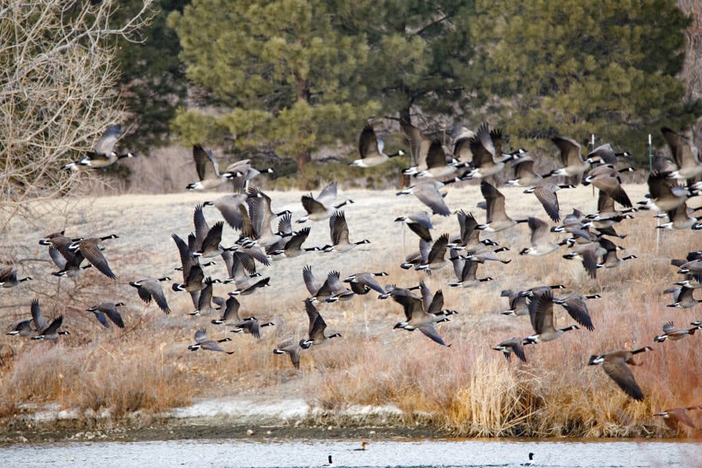 What Are The Most Effective Geese Control Methods?