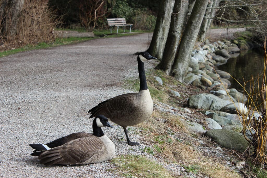 Benefits of Geese Deterrent | Flight Control Max