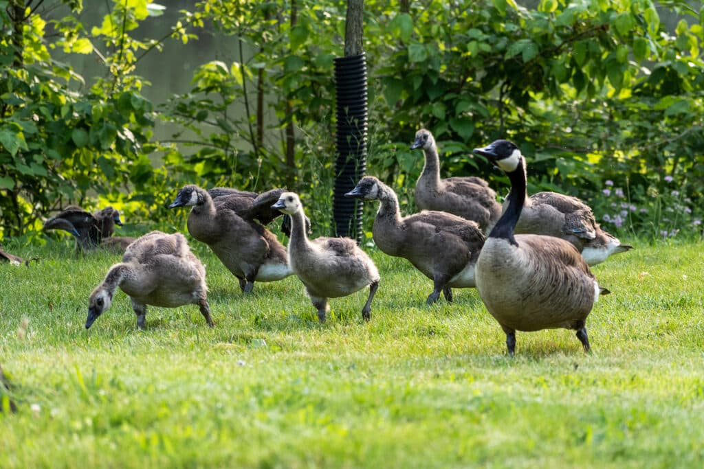 Use a Repellent for Getting Rid of Canada Geese | Flight Control