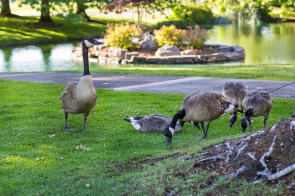Learn Why Liquid Goose Repellent Is Smart, Simple, Humane