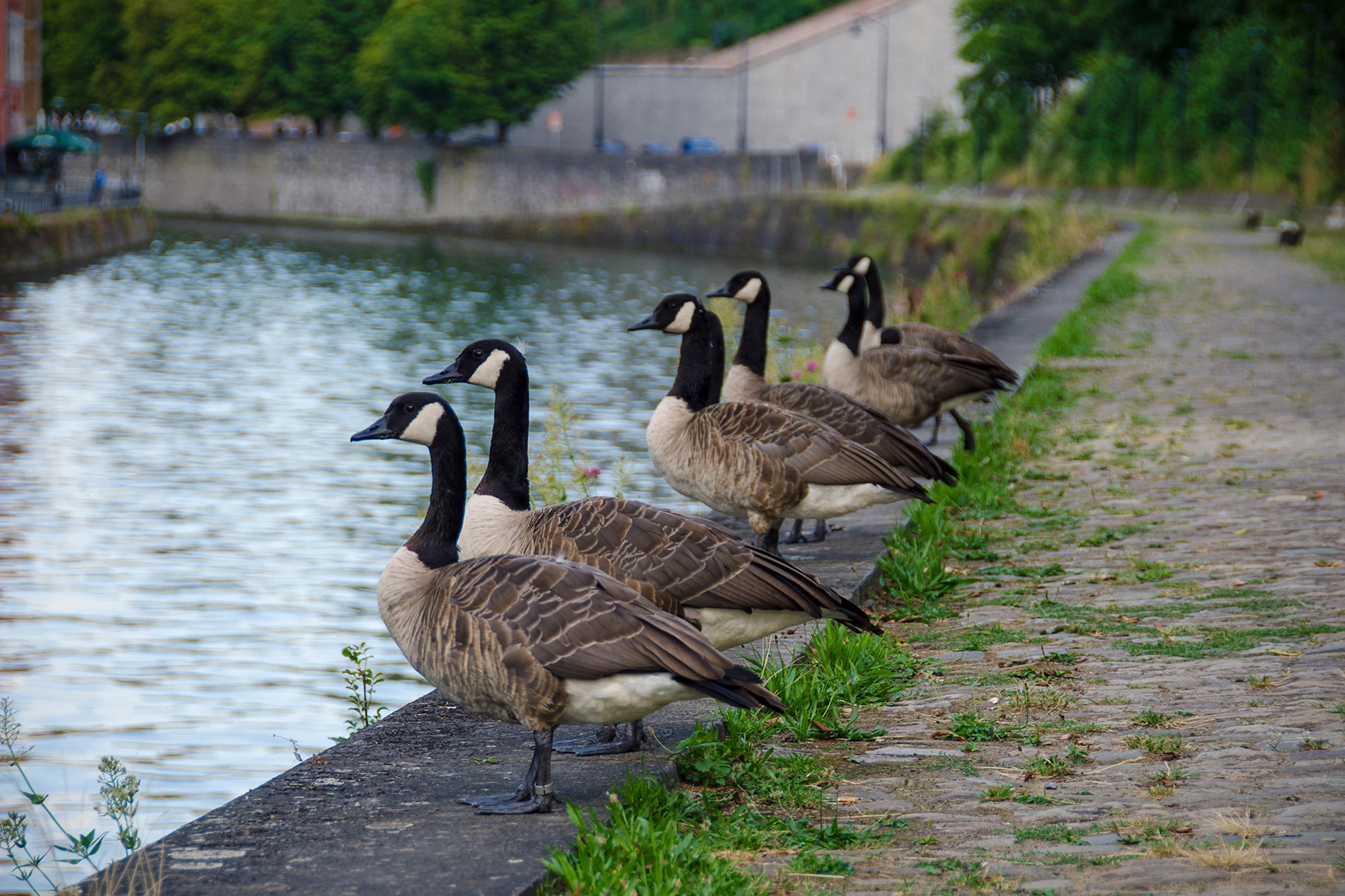 How Goose Repellent Works | Goose Control Max