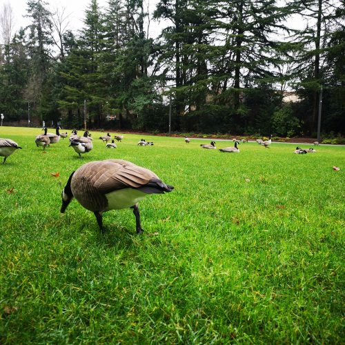 Liquid Goose Repellent: Smart, Simple, Humane | Flight Control