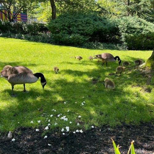 How to Get Rid of Geese | Flight Control Max