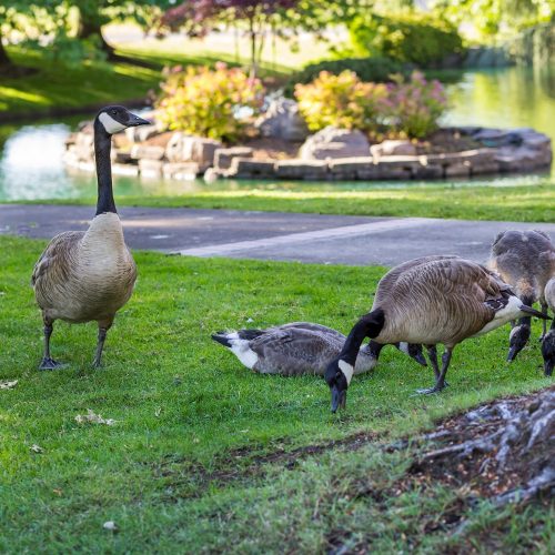 Geese Deterrent | Flight Control Max